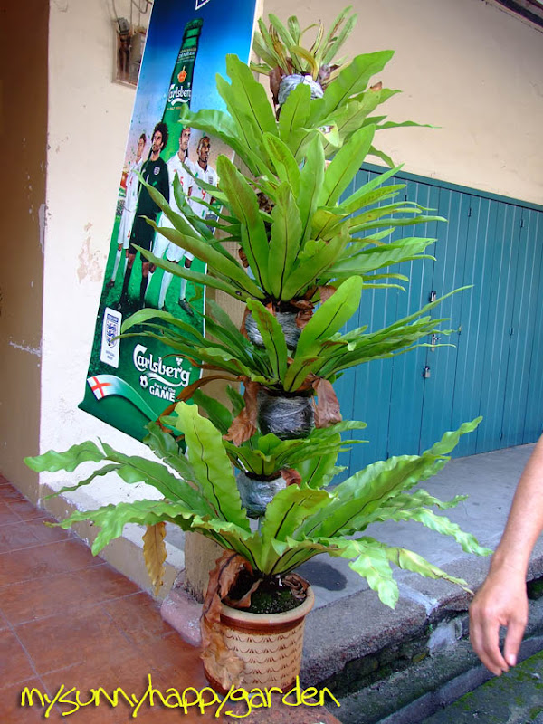 My Sunny Happy Garden: Creative Set-up with Bird's Nest Fern