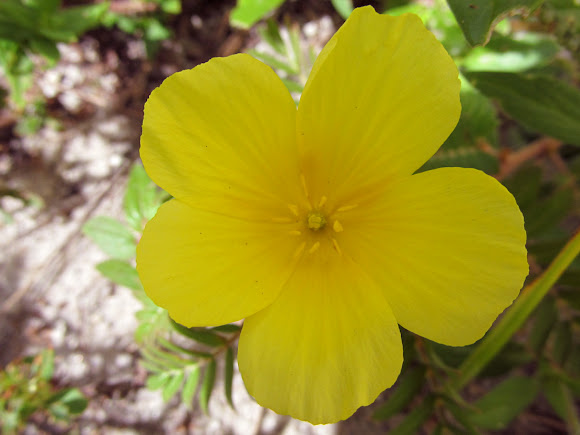 Puncture Weed | Project Noah