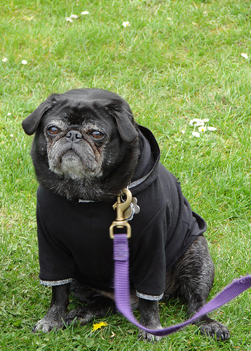 Old Pugs on Pinterest | Pug, Antique Toys and You Funny