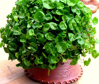 Tanaman Hidrokultur: Pegaga: Centella Asiatica