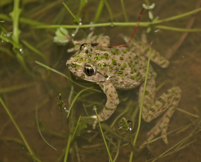Parsley Frog sp. ( Pelodytes sp. nov.)