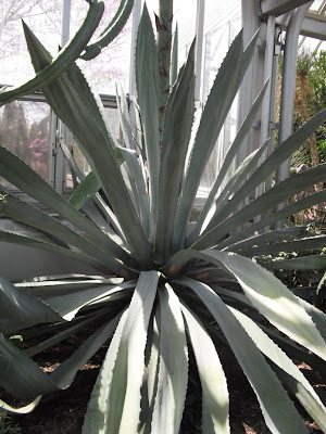 Life Among the Leaves: Agaves at the Chicago Botanic Gardens