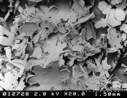 Snow under the electron microscope | Amusing Planet