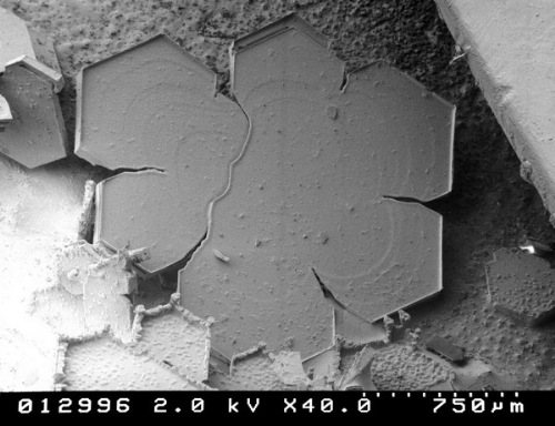 Snow under the electron microscope | Amusing Planet