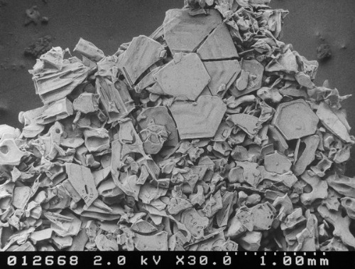 Snow under the electron microscope | Amusing Planet
