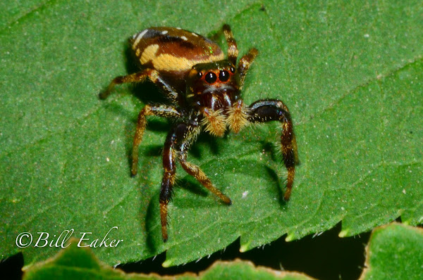 Jumping Spider | Project Noah