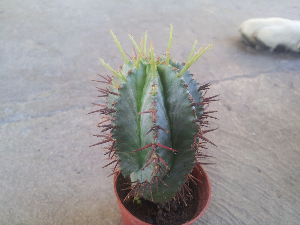 Cactus | Project Noah