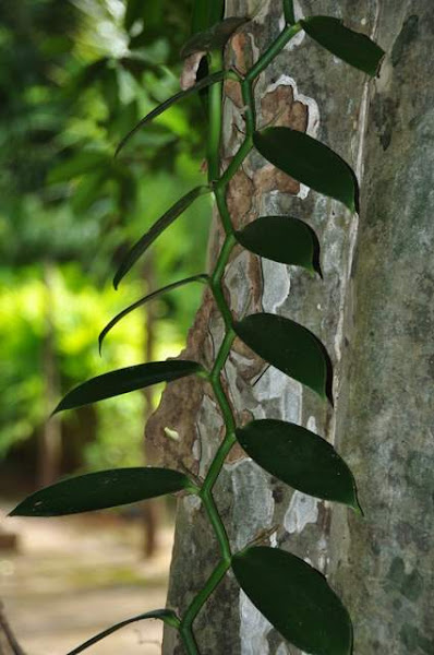 Vanilla orchid | Project Noah