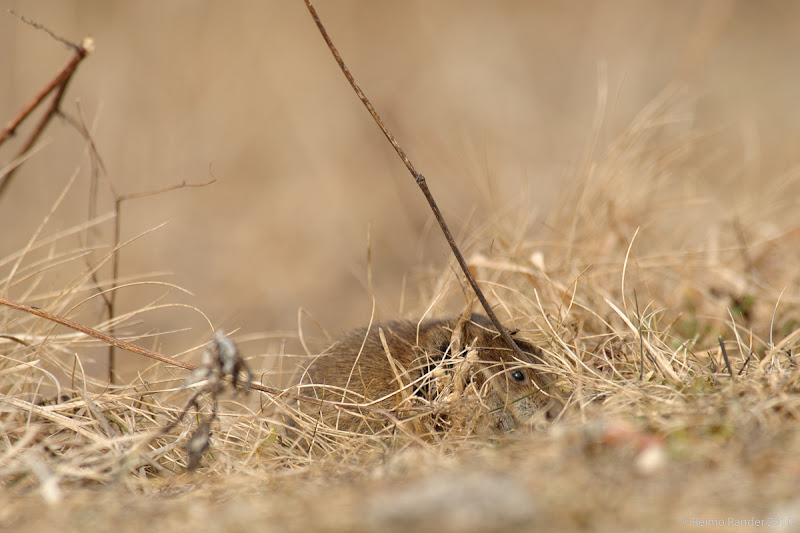 Reimo fotoblogi: Uruhiir / Microtus / Vole
