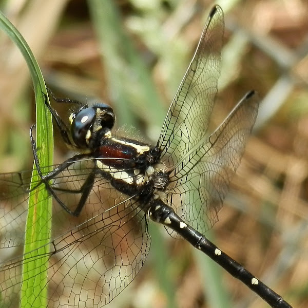 Southern Tigertail | Project Noah