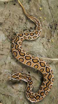 Backyard Herping: Russells Viper Rescued