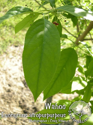 Early Forest : Tree Photography and Information: Photo : Wahoo Leaves