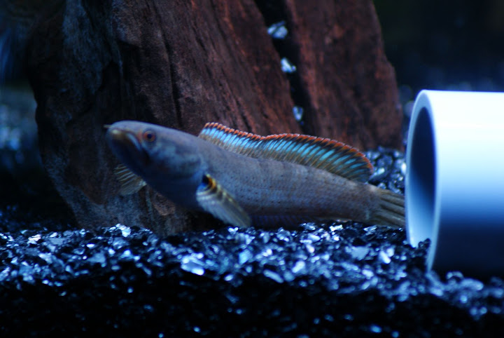 Ice Fire Snakeheads | Fish Forum