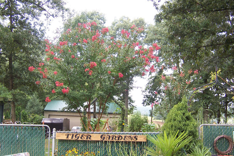 In the Garden: Three Crepe Myrtles In the Garden