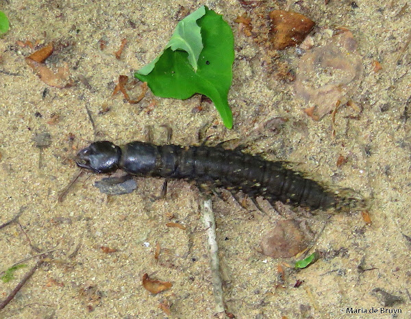 Hellgrammite | Project Noah