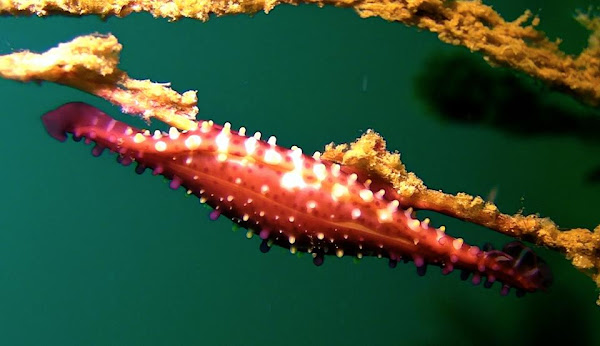 Spindle Cowrie | Project Noah