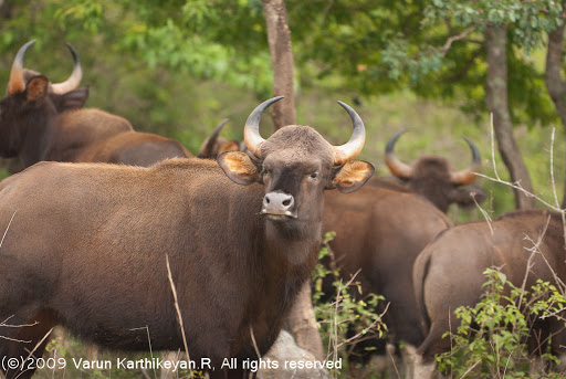 Varun's Photography Blog: Great Indian Gaurs