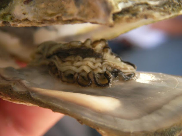 Talaba - oyster - Bisaya Lah!