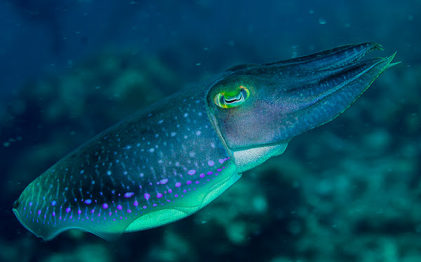 Cuttlefish | Project Noah