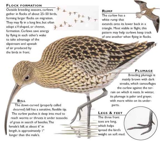 Curlew Bird