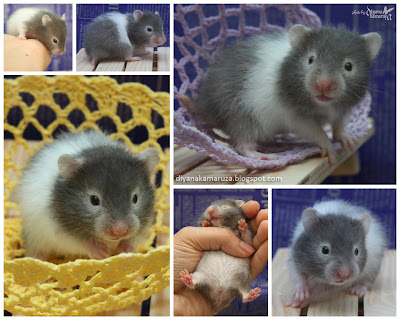 Diyana's Pets: SOLD: New Born Baby Hamsters