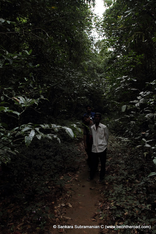 Tropical Trek to Barakona Falls near Agumbe, Karnataka, India - Be On ...