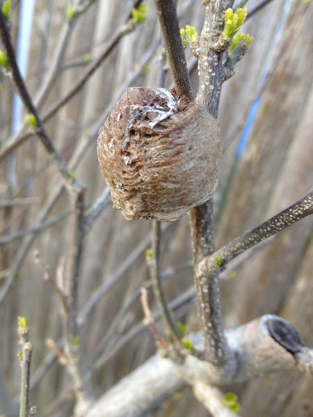 Chinese Mantis ootheca | Project Noah