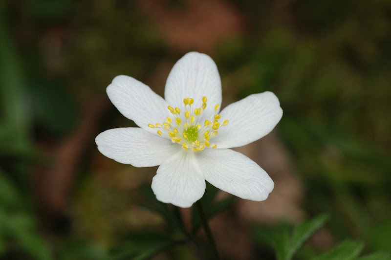 which macro lens with R1C1 lighting system? | DPReview Forums