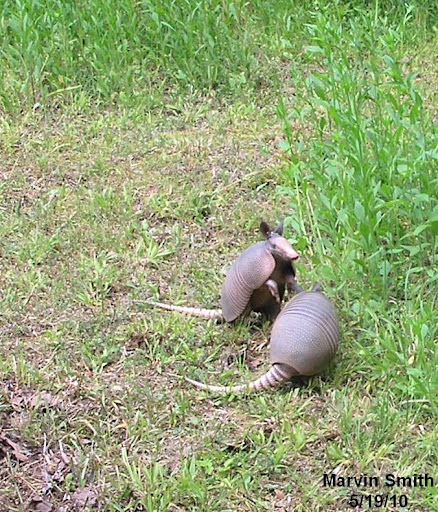 Nature In The Ozarks Armadillo Herd Nature In The Ozarks Armadillo Herd