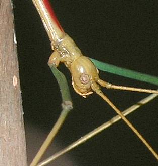 Giant Walking Stick