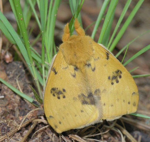Nature in the Ozarks: Io Moth (Automeris io) Life Cycle
