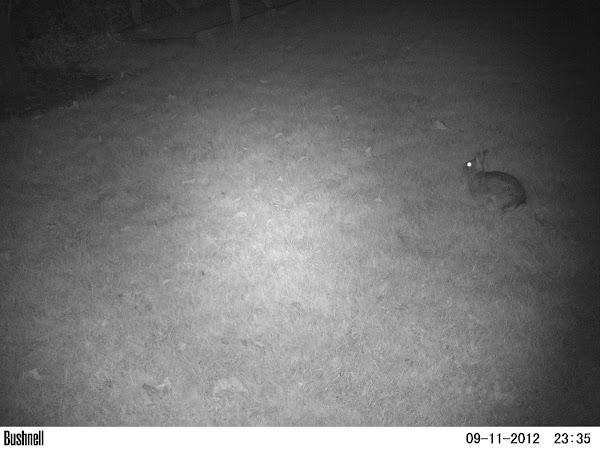 rabbit | Project Noah