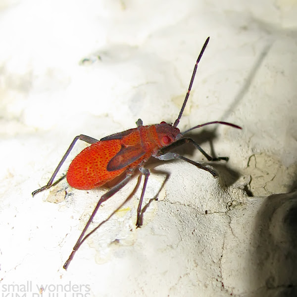 Scentless Plant Bug nymph | Project Noah