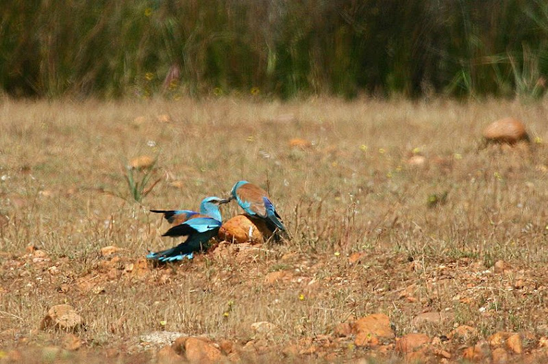 El pájaro azul vuela fuera del patio… – Trianarts