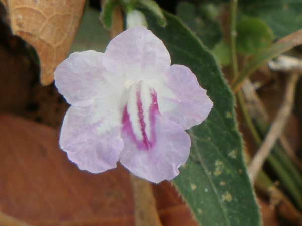 Creeping Ruellia | Project Noah