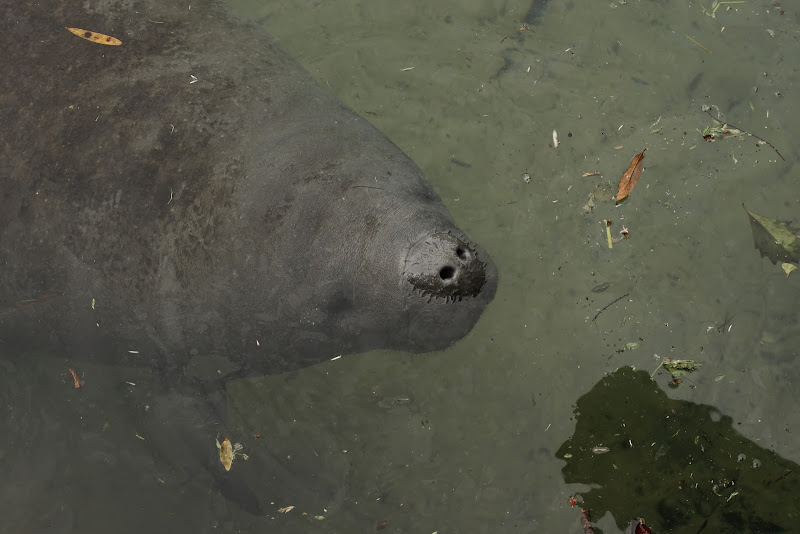 Nature & Wildlife - Photography - FM Forums