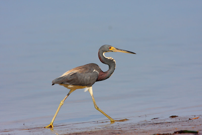 Nature & Wildlife - Photography - FM Forums