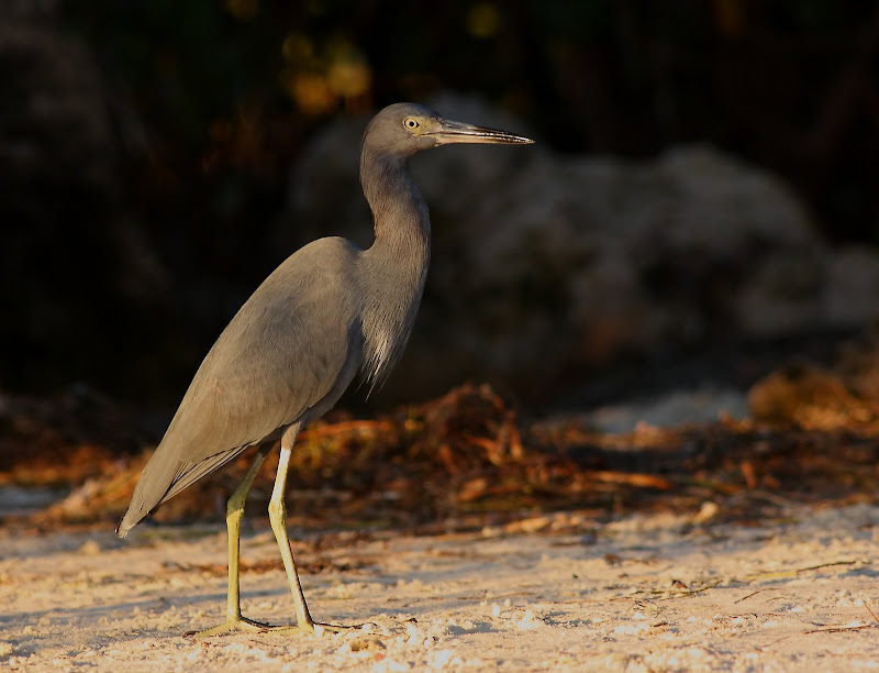 Central Gulf Coast in Florida from today - FM Forums