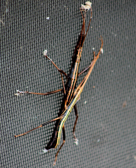 Southern Two-Striped Walking Stick (mating pair) | Project Noah