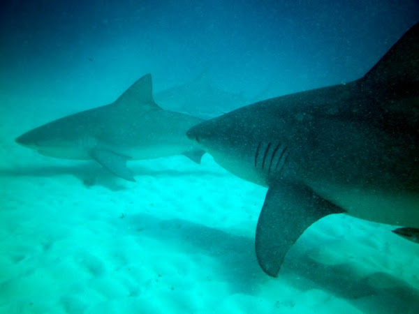 Bull Shark | Project Noah