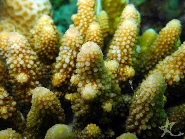 Branching Coral | Project Noah