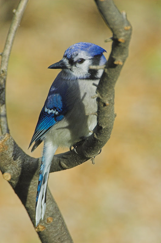 This is how bird blink: Nikon DX SLR (D40-D90, D3000-D7500) Talk Forum ...