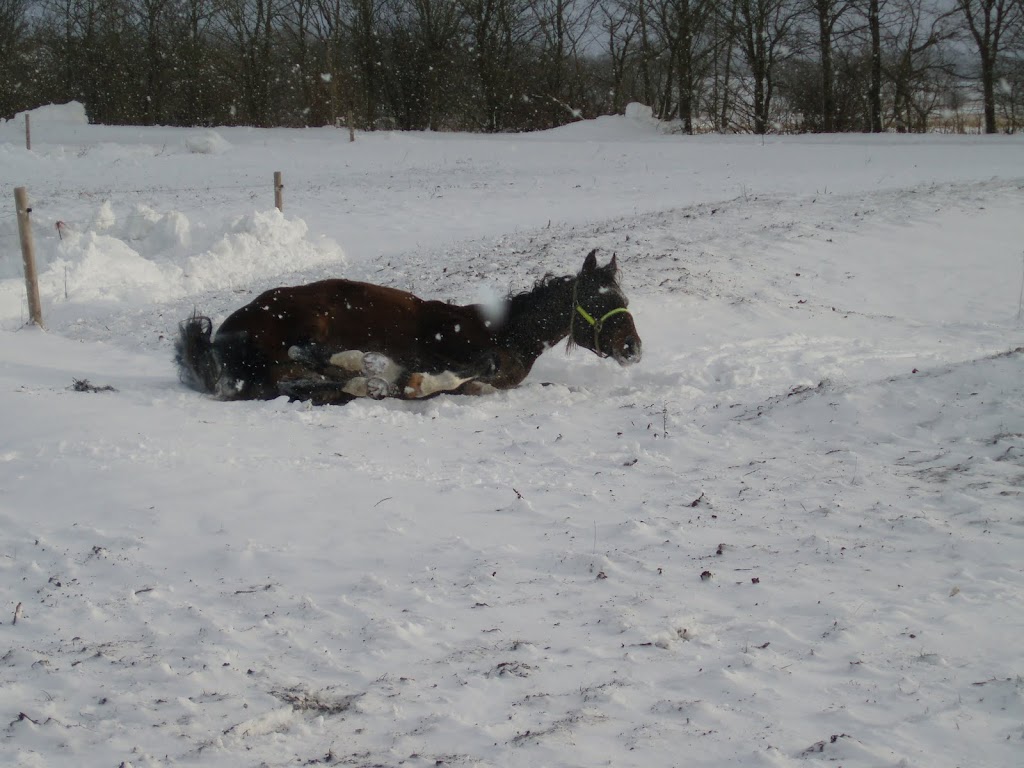 Flyvende heste, total glæde. - Opslag, billeder og video - Heste-Nettet.dk