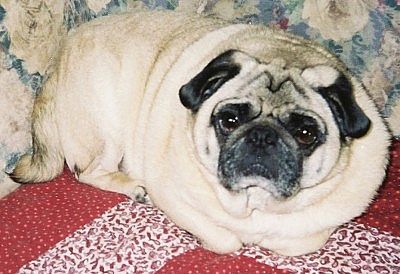Fattest Pug