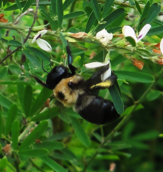 Carpenter Bee | Project Noah