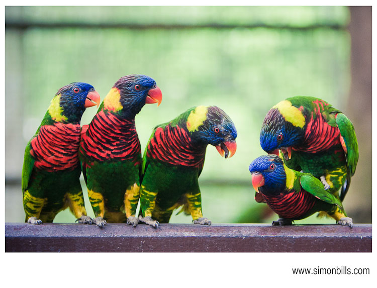 Parrots are disgusting | Simon Bills Blog