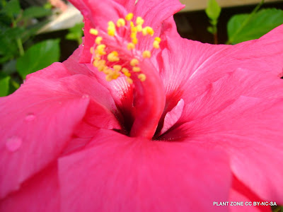 Plant Zone: Hibiscus with Large Stamens