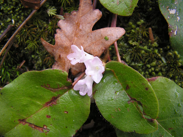 Trailing Arbutus | Project Noah