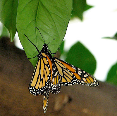 Cincinnati Nomerati: The Butterfly Show at Krohn Conservatory: