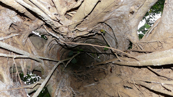 Strangler fig | Project Noah